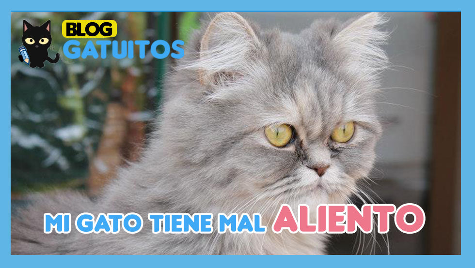 Mi gato tiene mal aliento – Gatuitos 🐈
