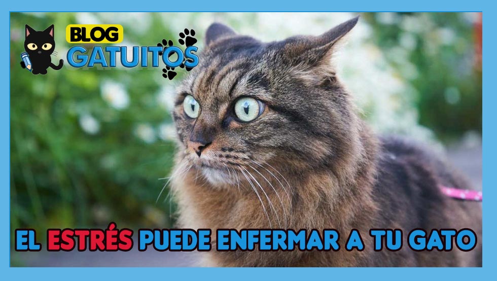 El estrés puede enfermar a tu gato – Gatuitos 🐈